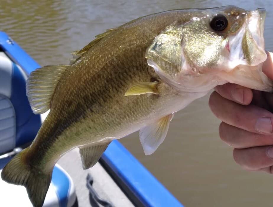 How to Fish the Alabama River in 2026: The Ultimate Guide from Come ...
